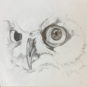 Hedwig Drawing – PDI Design